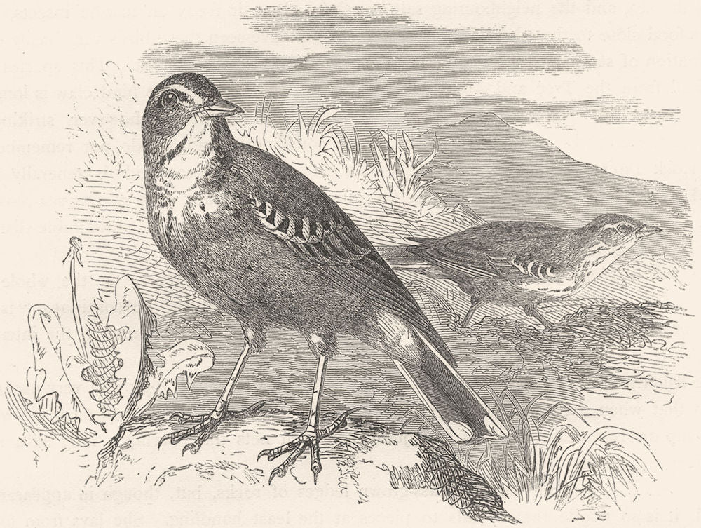 BIRDS. Singing. Fallow-Land Pipit c1870 old antique vintage print picture – Antiquemapsandprints.com