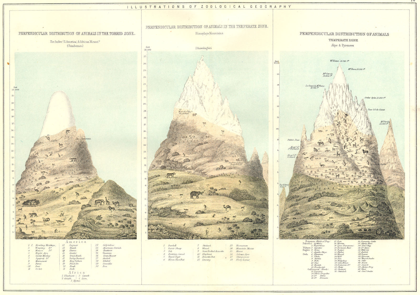 VERTICAL ANIMAL DISTRIBUTION. Andes;Chimborazo;Himalayas;Alps;Pyrenees ...