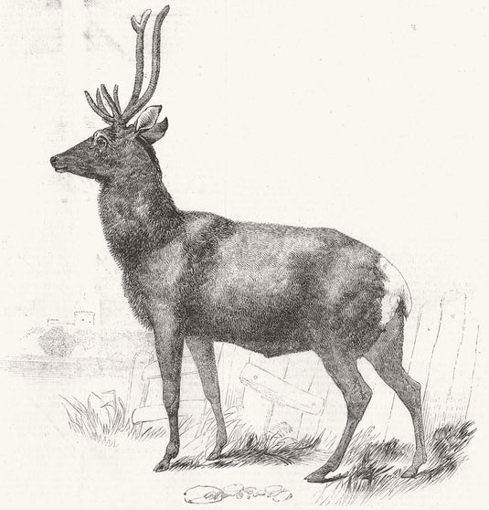 LONDON. Smithfield Cattle-Show-Red stock deer from Windsor 1844 old ...