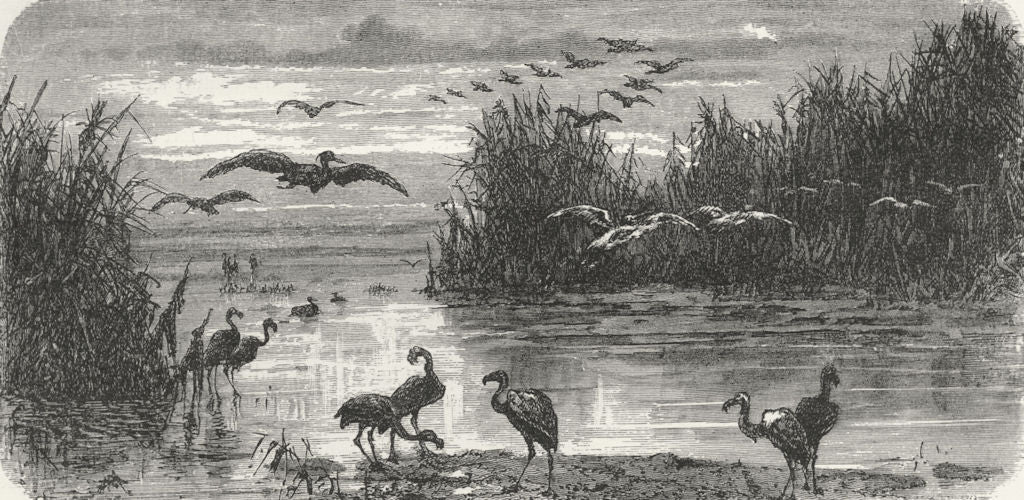 FLORIDA. Denizens of Swamp 1880 old antique vintage print picture ...