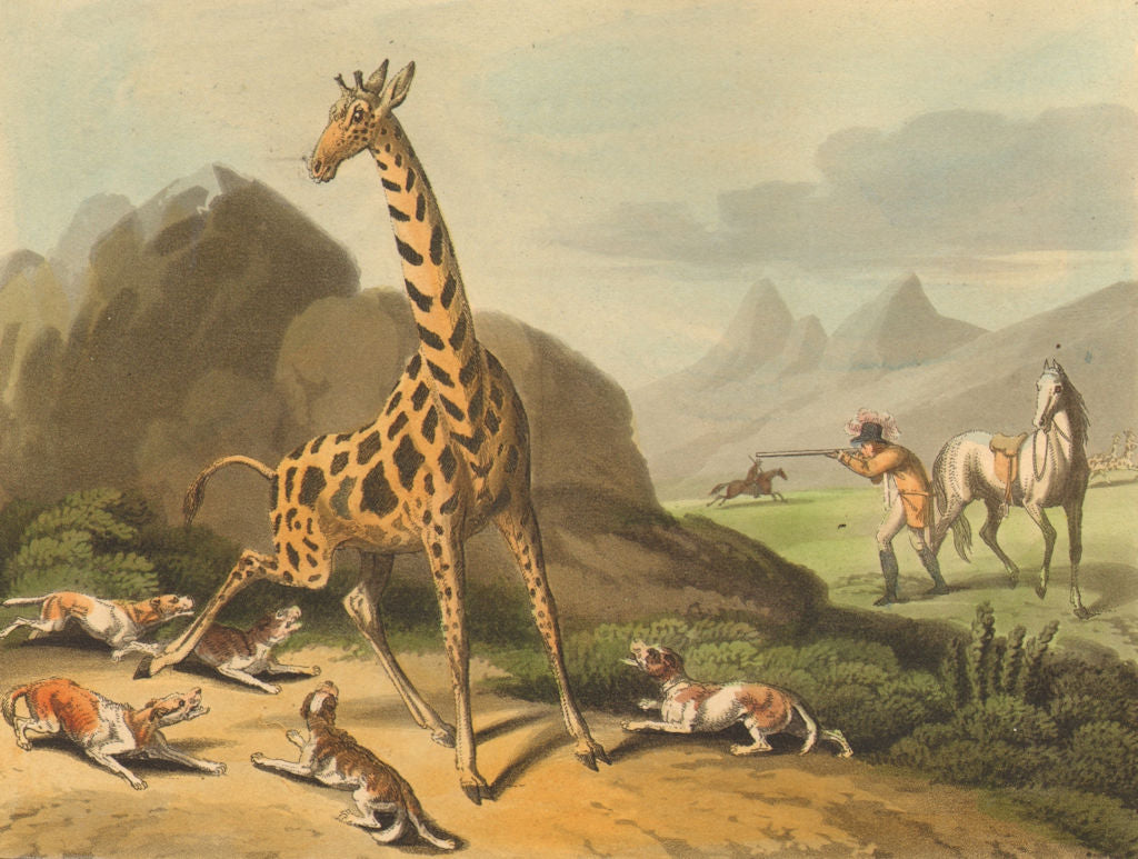 AFRICA. Hunting the Camelopard (Giraffe) . Rifle. Dogs (Edward Orme ...