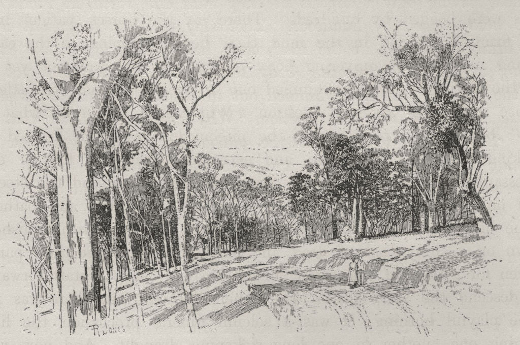 Road to the Fish River Caves. The Jenolan Caves. Australia 1890 old ...