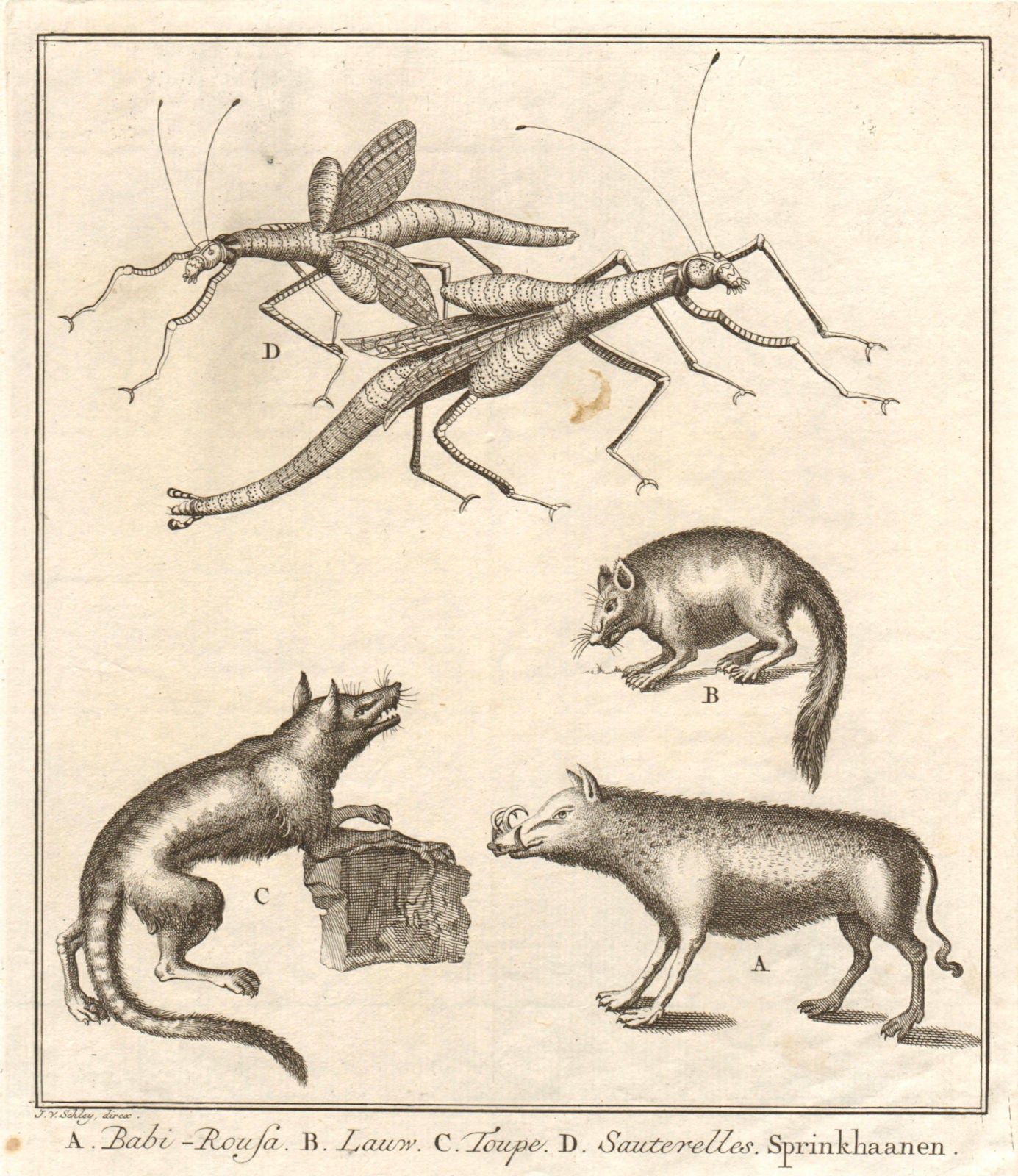 Babirusa. White-striped Dorcopsis. Toupe. Locusts. Indonesia. SCHLEY ...