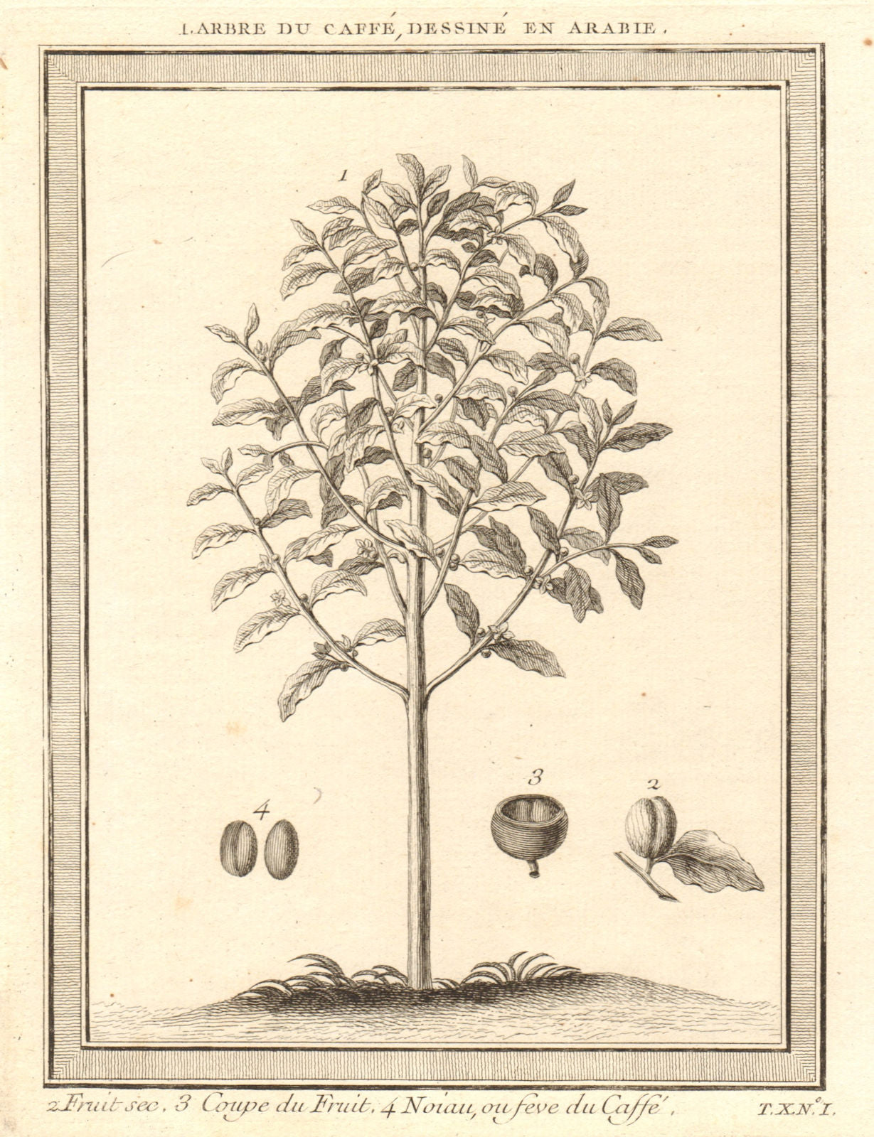 'Arbre du Caffé, dessiné en Arabie'. Coffee tree, drawn in Arabia 1752 ...