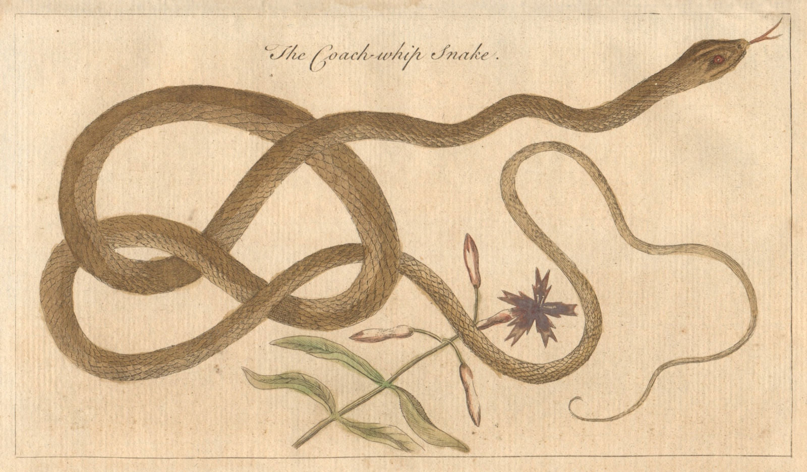 The coach whip snake. Masticophis flagellum, coachwhip snake 1755 old ...