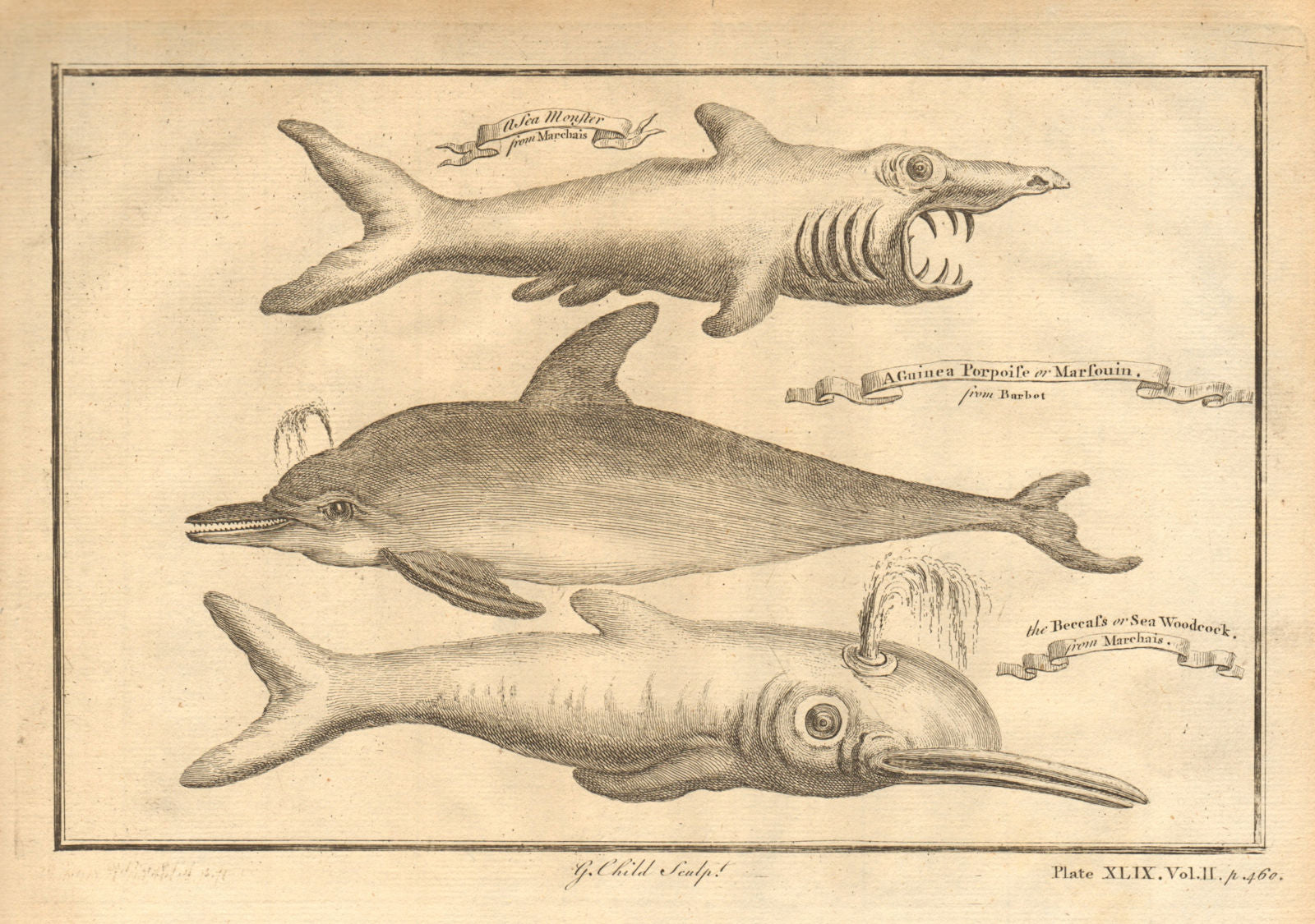 African fish. Basking Shark. Dolphin. Seasnipe 1745 old antique print ...