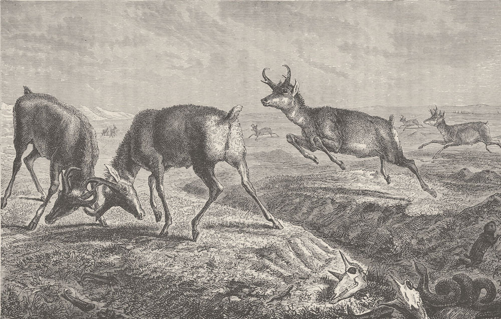 USA.Prong-horn Antelope,hunted by the Utes,Comanches & plains Indians ...