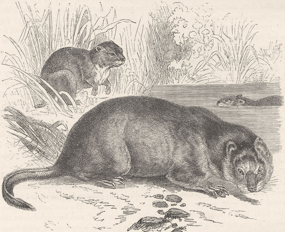 CANADA. The Musquash, or Musk-Rat (Fiber zibethicus) 1890 old antique ...