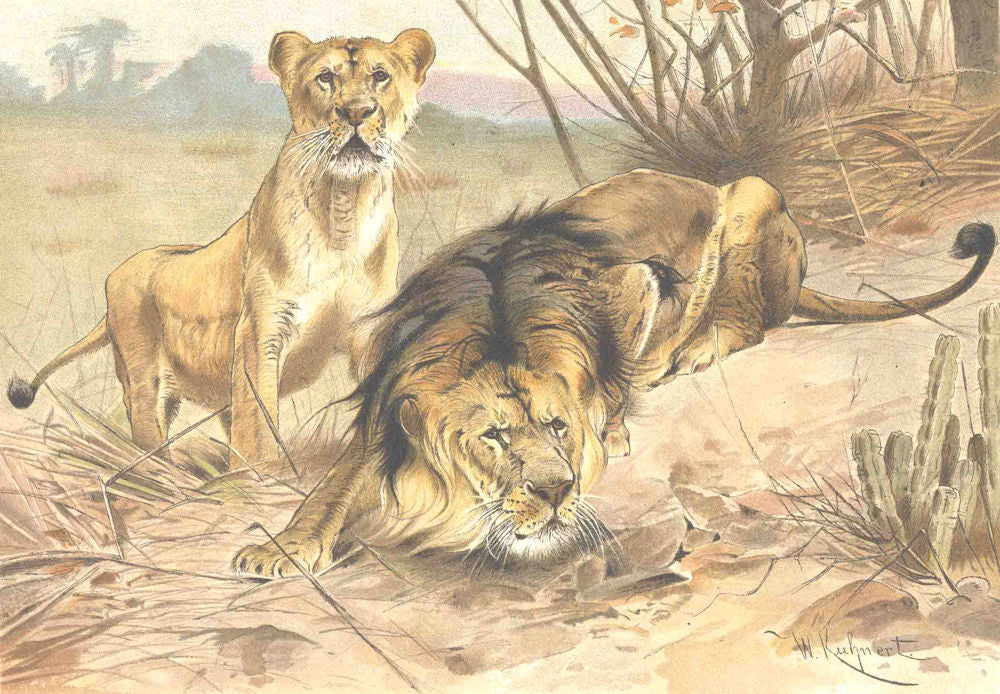 LIONS. Lion and lioness 1893 old antique vintage print picture ...