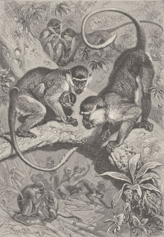 PRIMATES. West African green monkeys 1893 old antique vintage print ...