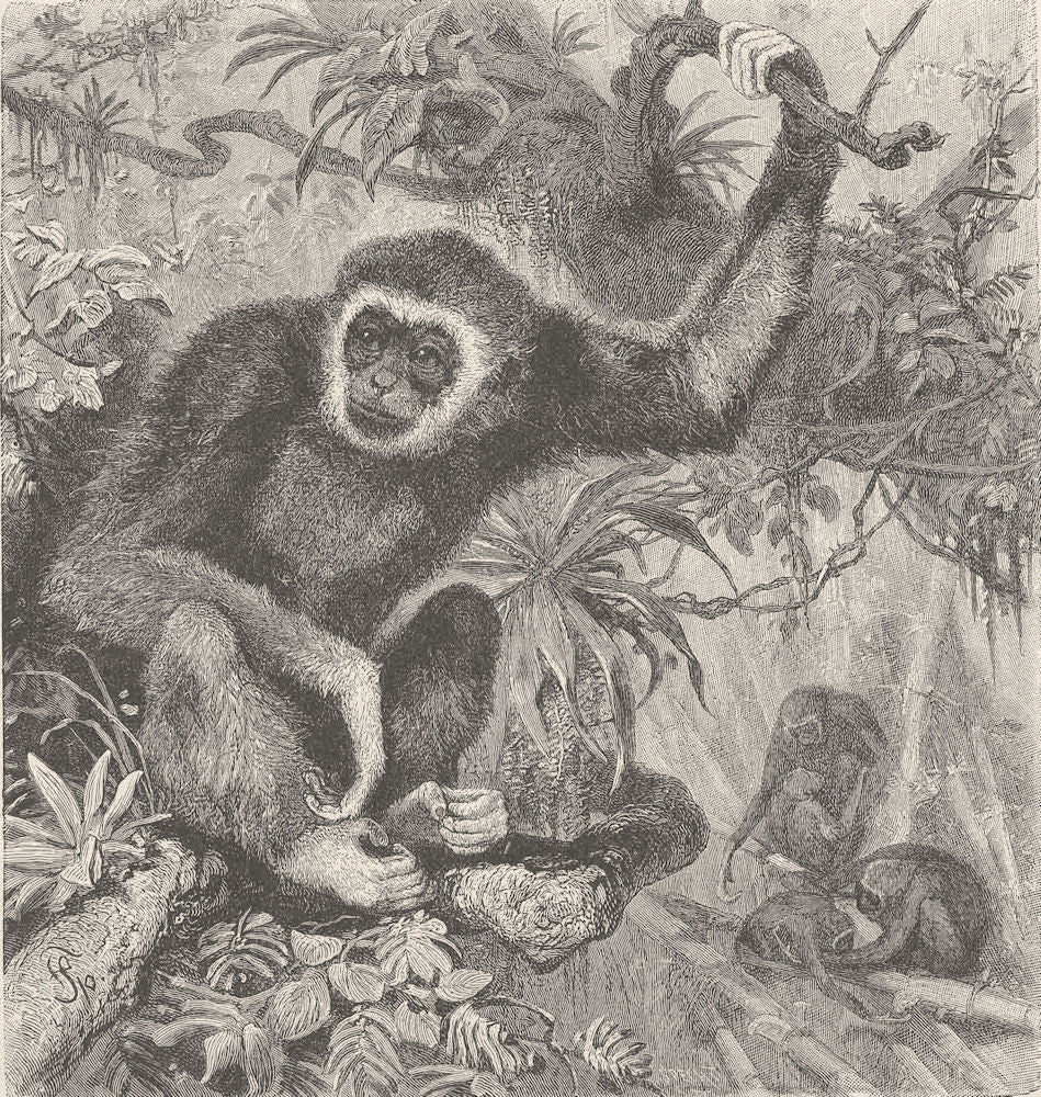 PRIMATES. The white-handed gibbon 1893 old antique vintage print ...