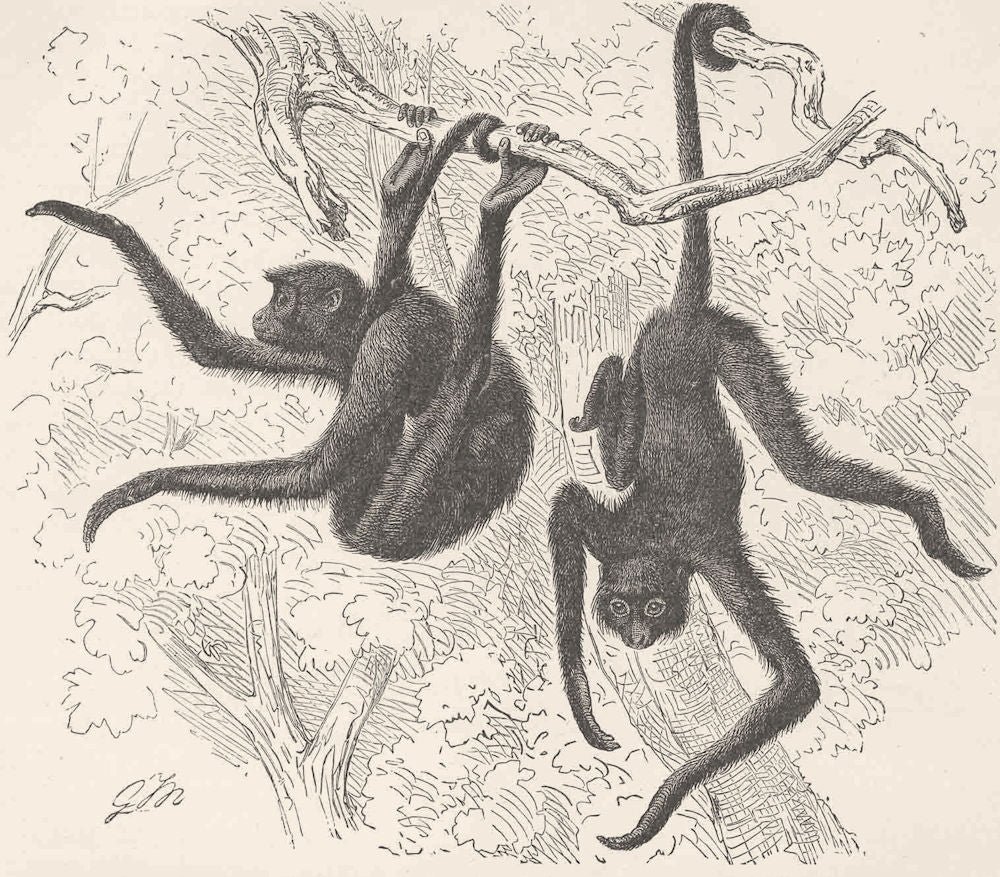 PRIMATES. Red-faced spider-monkey 1893 old antique vintage print ...