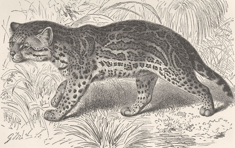 CARNIVORES. The ocelot 1893 old antique vintage print picture ...