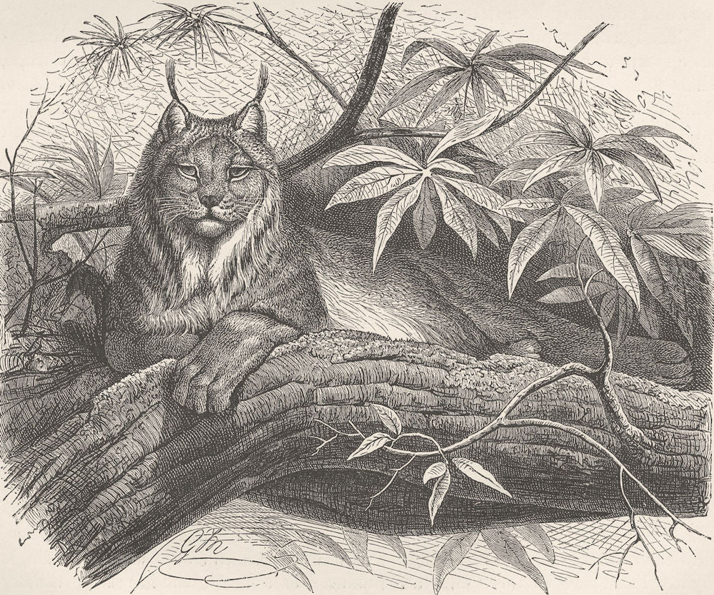CARNIVORES. The northern lynx 1893 old antique vintage print picture ...