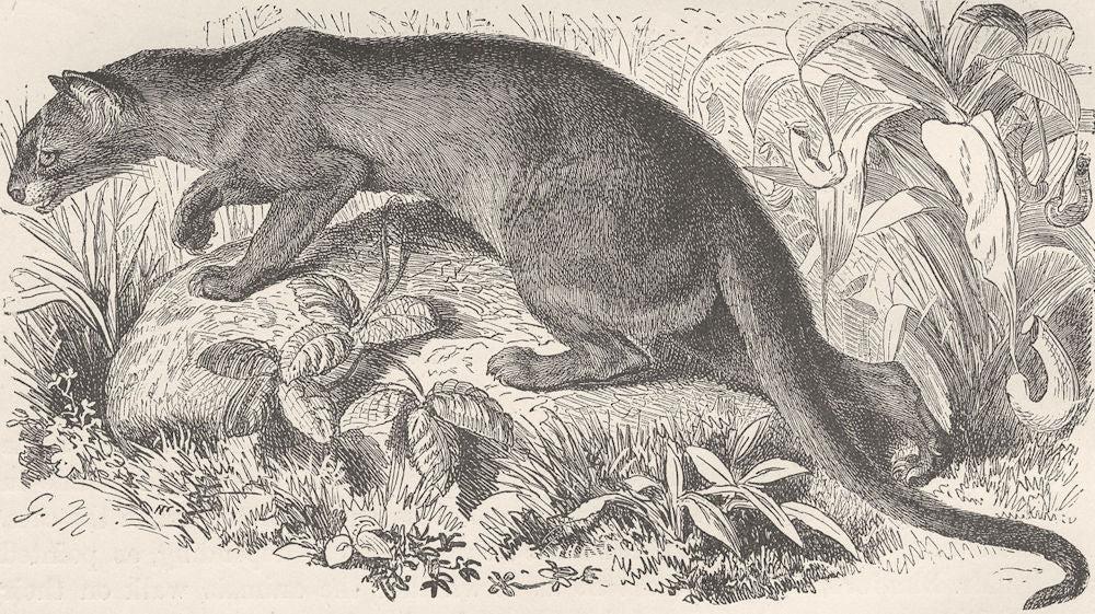 CARNIVORES. The fossa 1893 old antique vintage print picture ...