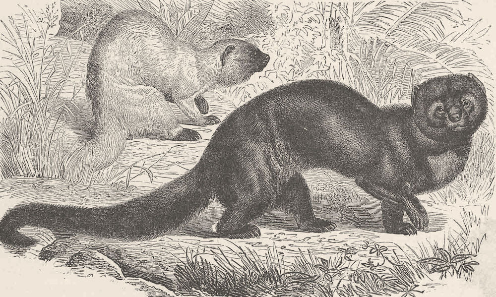 CARNIVORES. The Tayra 1894 old antique vintage print picture ...