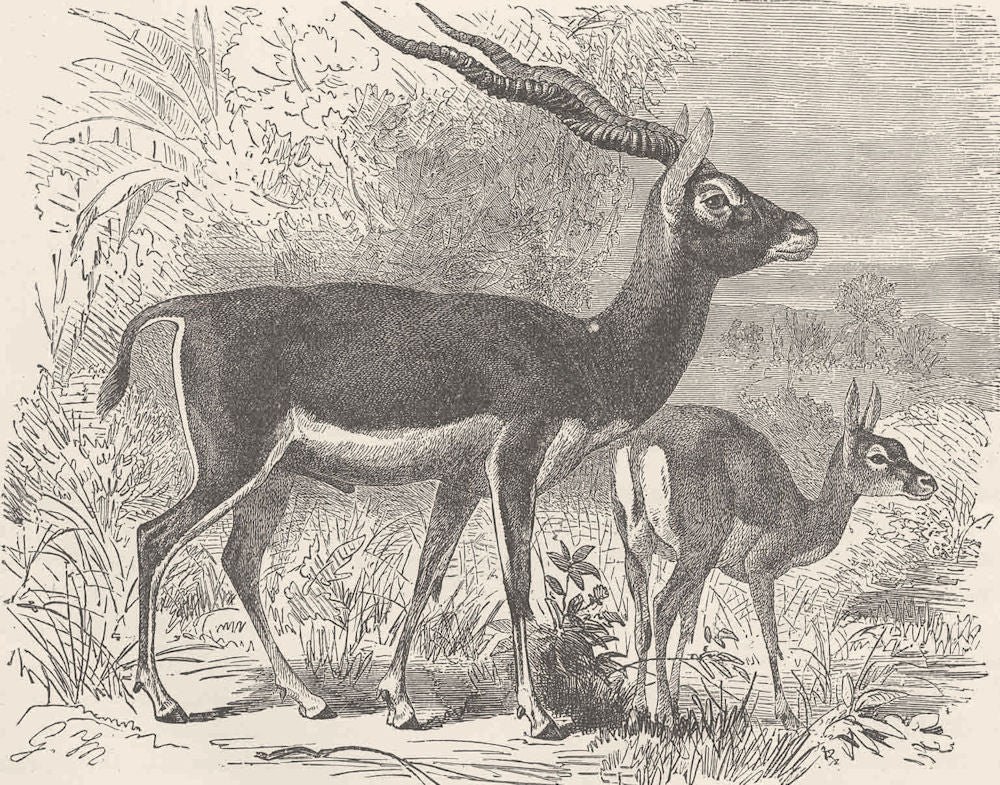 UNGULATES. Male & female of black-buck 1894 old antique vintage print ...