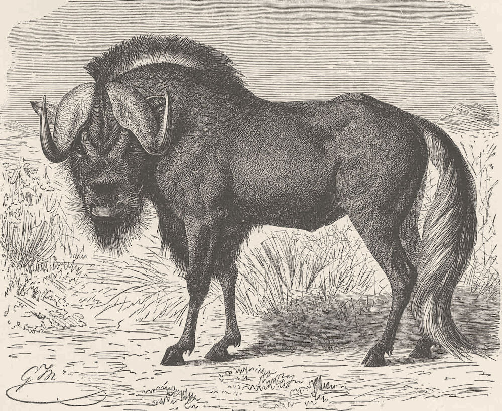UNGULATES. White-tailed wildebeest 1894 old antique vintage print ...