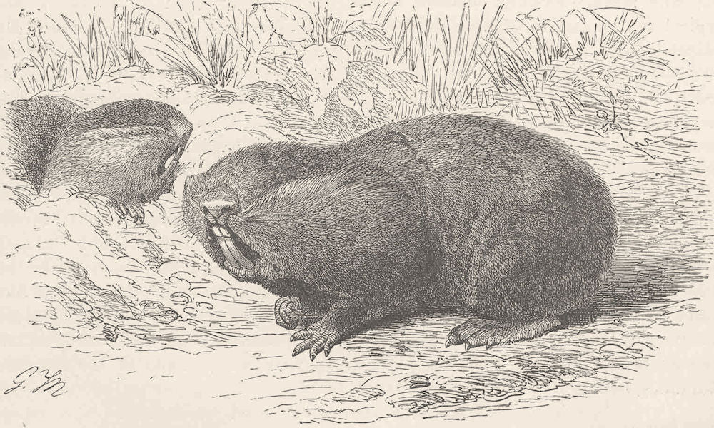MOLES. The great mole-rat 1894 old antique vintage print picture ...
