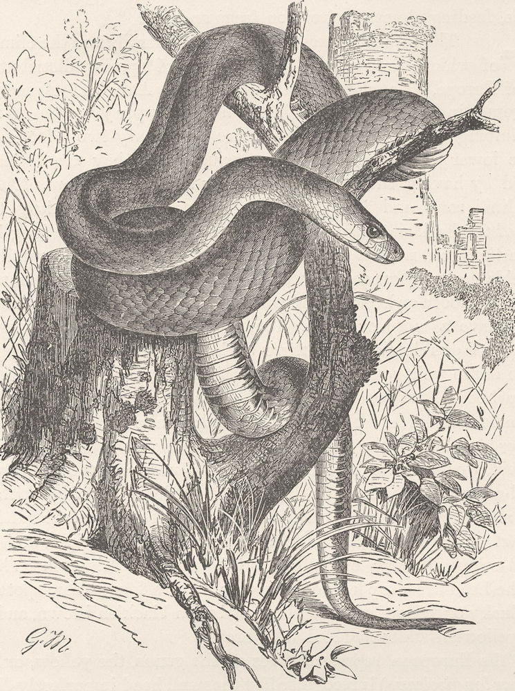ANIMALS. Aesculapian snake 1896 old antique vintage print picture ...