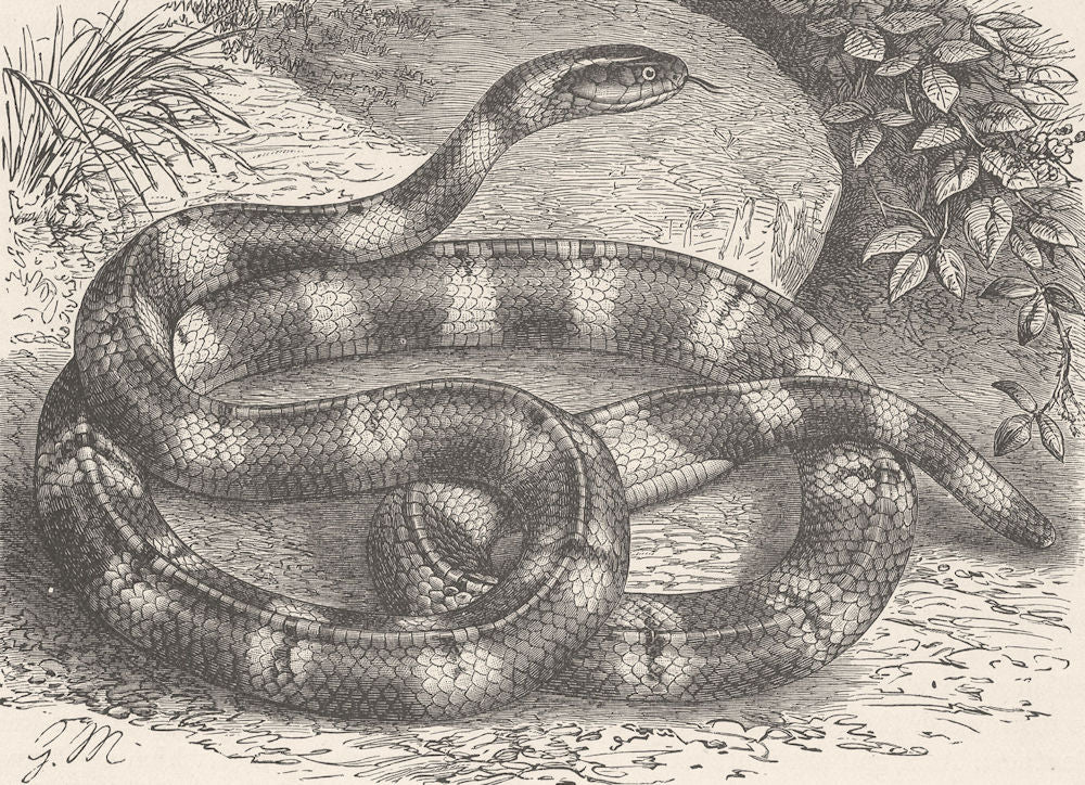 REPTILES. Banded adder, or Raj-Samp 1896 old antique vintage print ...