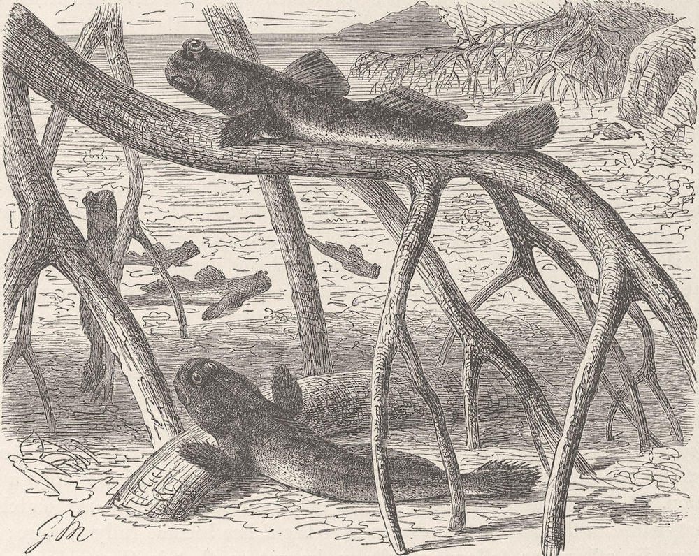 FISH. Mud-skippers disporting -After hilgendorf 1896 old antique print ...