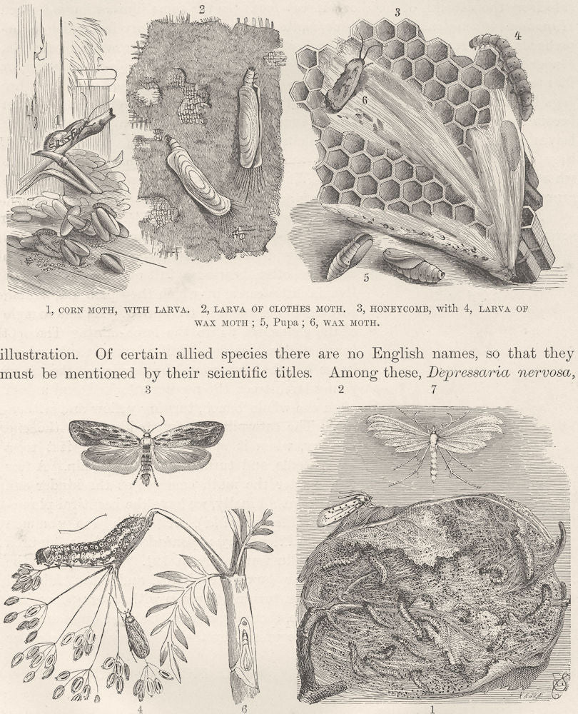 MOTHS. Corn moth; clothes moth; Honeycomb; wax moth; plume moth; pupa ...