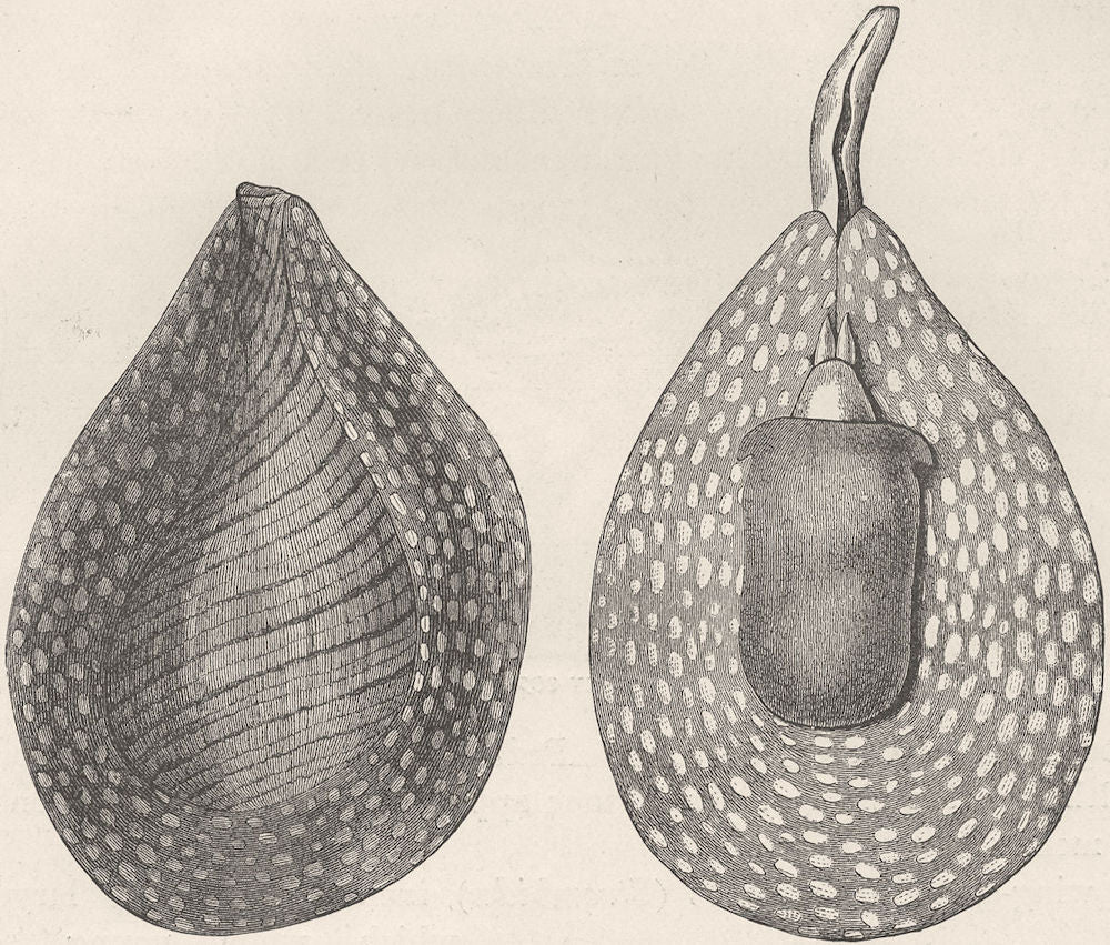 MOLLUSCS. Fig-shell (Pirula ventricosa) 1896 old antique print picture ...