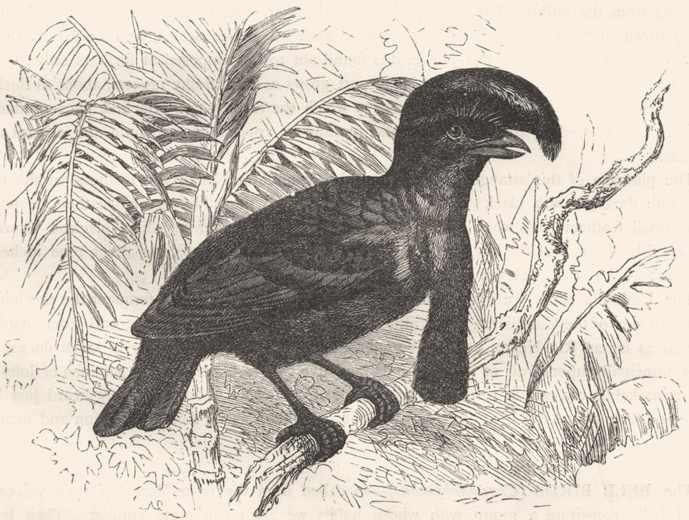 BIRDS. Singing. Manakin. Umbrella Bird, Chatterer c1870 old antique ...