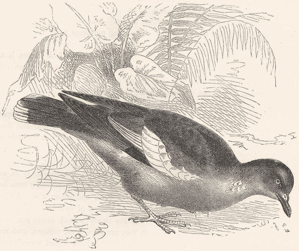 GALLINACEOUS BIRDS. Kukuli c1870 old antique vintage print picture ...