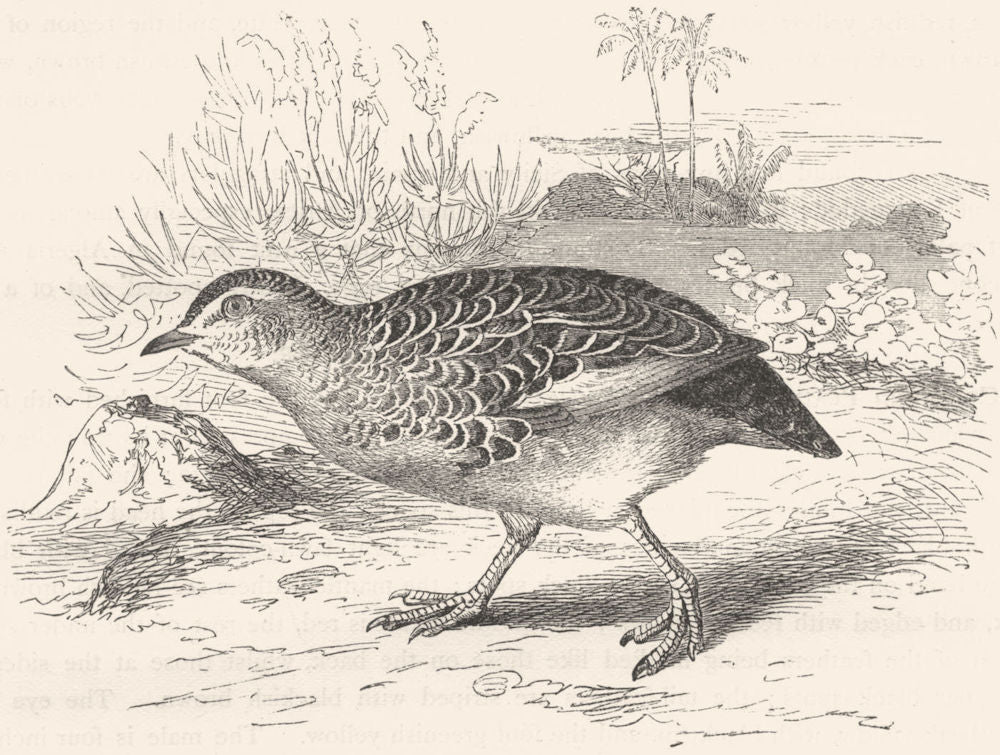 GALLINACEOUS BIRDS. Partridge. African Bush Quail c1870 old antique ...