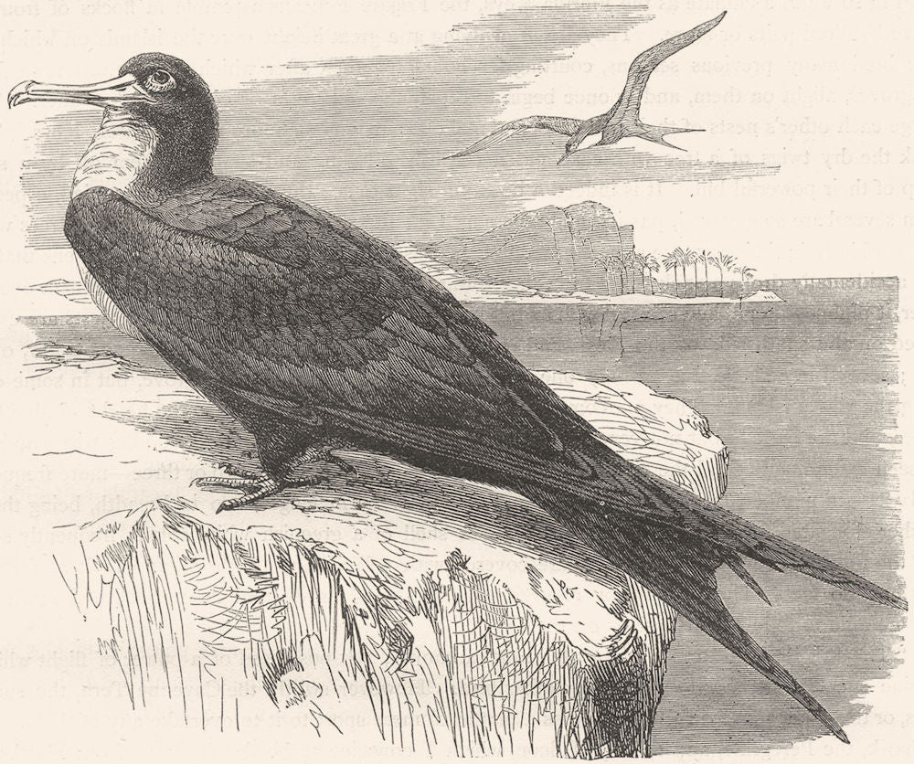 BIRDS. Sea-Flier. tropic bird. ship c1870 old antique vintage print ...