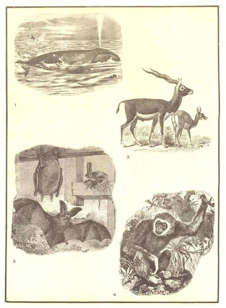 MAMMAL. Whale-aquatic; Antelope-terrestrial; Bat-aerial; Ape-arboreal ...