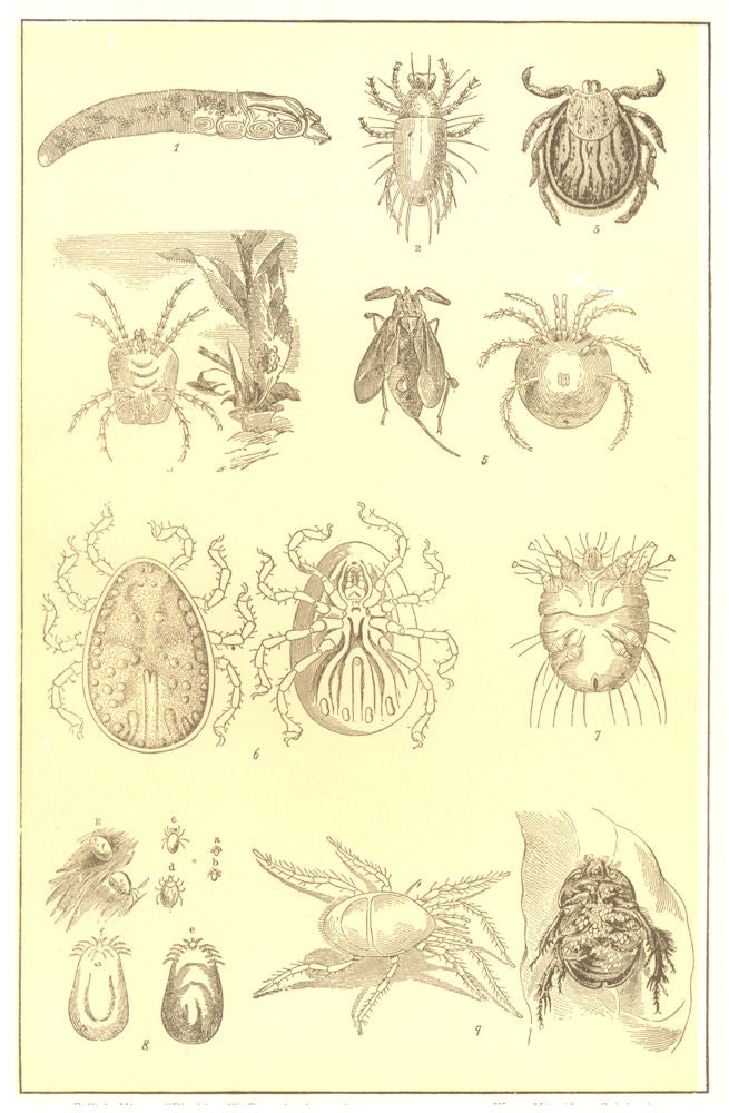 ARTHROPODS. Follicle cheese scarlet water itch beetle mite Pigeon Tick ...