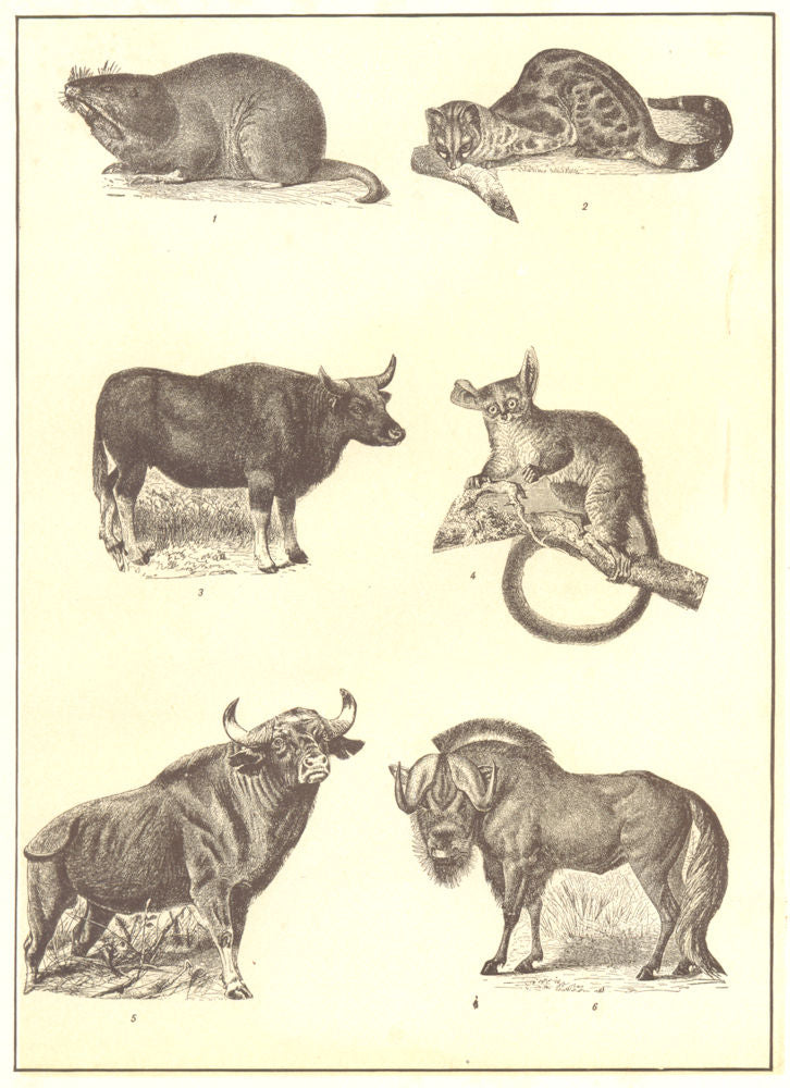 ANIMALS. Gopher; Genet; Gayal; Galago; Gaur; White-tailed Gnu 1907 old ...