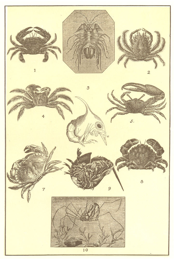 CRABS. Bow Thornback Sand Horseman Fiddler Edible Sponge Horseshoe ...