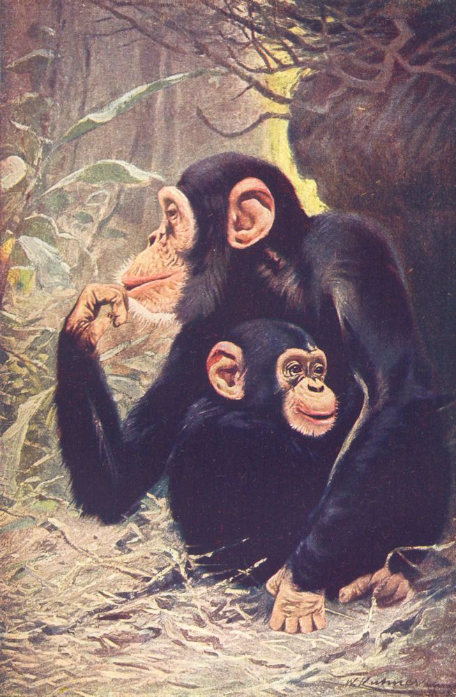 PRIMATES. Chimpanzee (Anthropopithecus Niger) 1907 old antique print ...