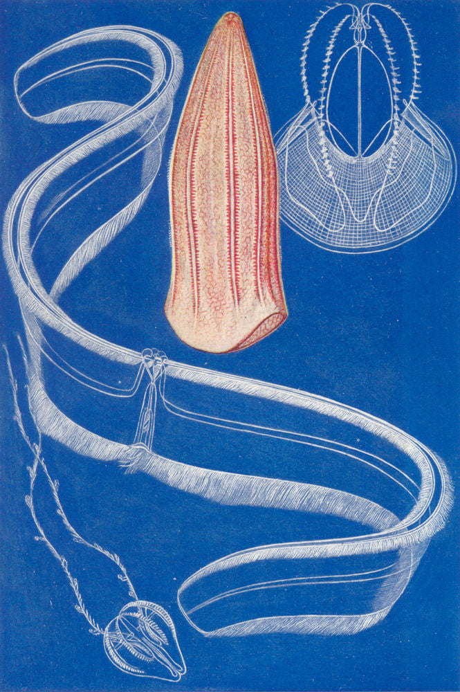 FISH. Ctenophores; Venus Girdle and other Comb-Jellyfish 1907 old print ...