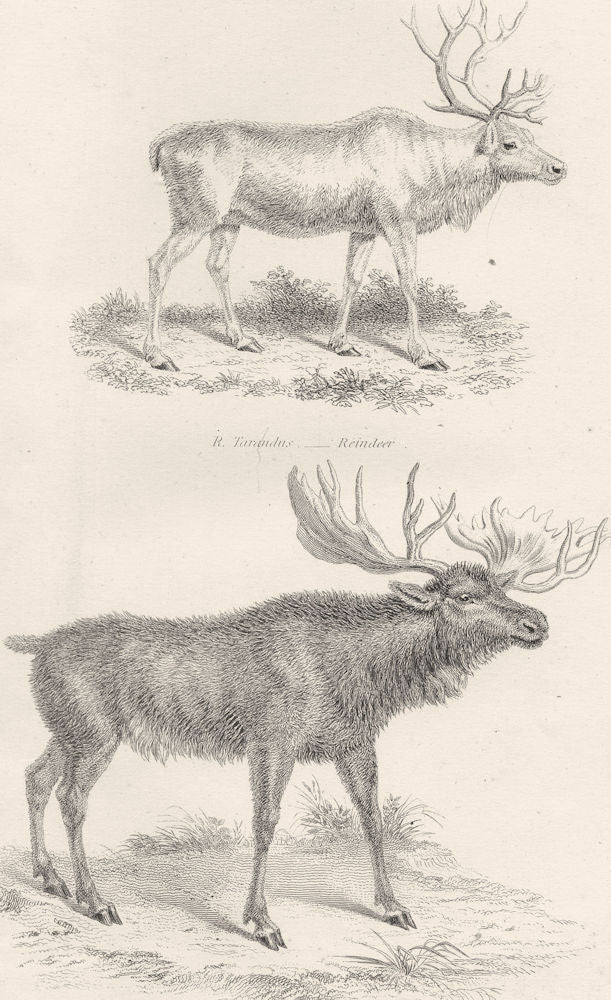 DEER. (Cervidae) . Tarandus- Reindeer; A. Palmatus- Elk Moose 1880 old ...