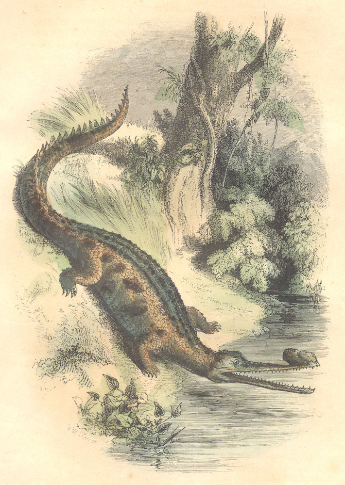 REPTILES. Reptiles. Gavial 1873 old antique vintage print picture ...