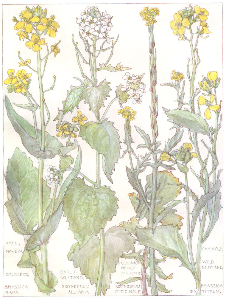 CABBAGE. Cruciferae.Rape Navew;Cole seed;Garlic,Charlock Wild,Hedge ...