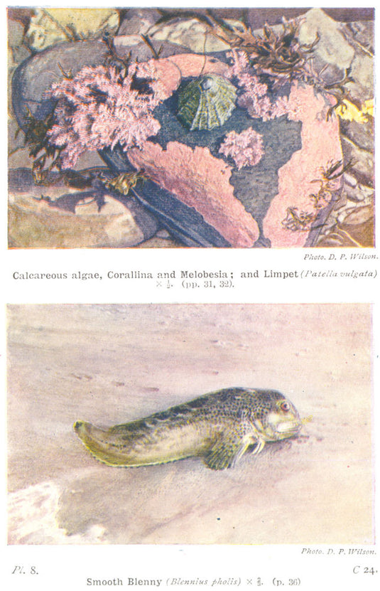 ALGAE. Calcareous, Corallina & Melobesia; & Limpet; Smooth Blenny 1936 ...