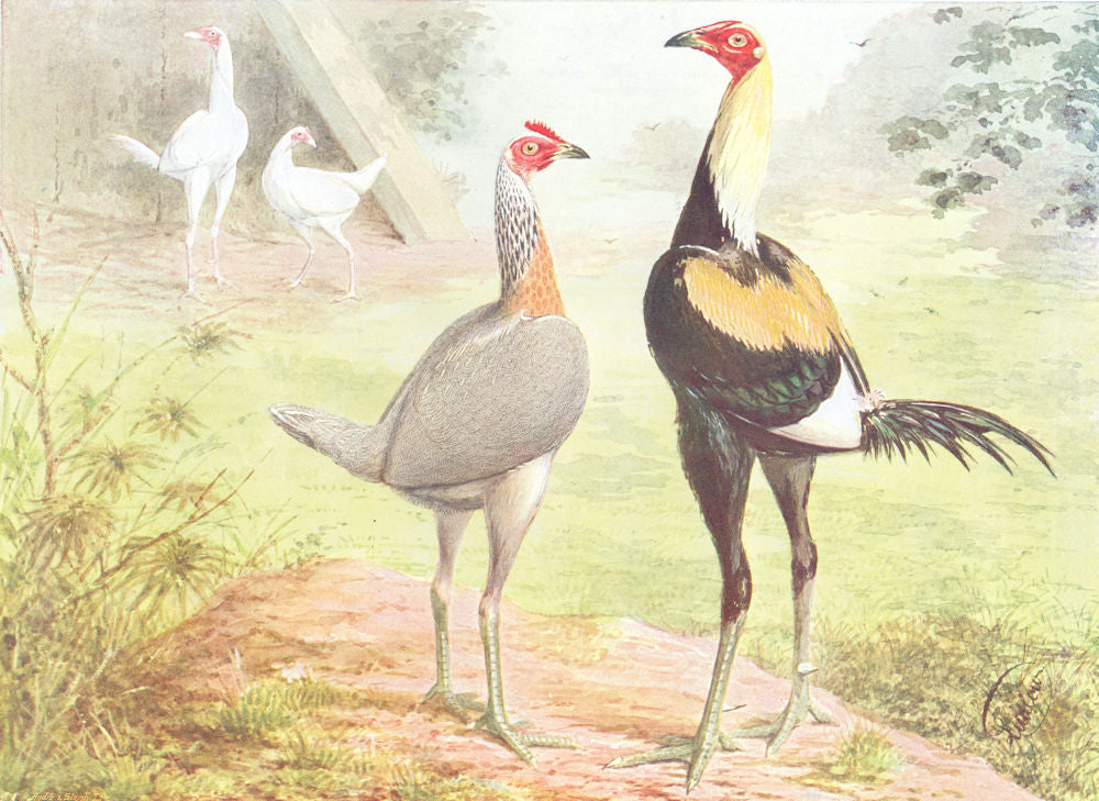 BIRDS. Cock Fighting. Game Fowl. Duckwing Game (Wright) 1910 old ...