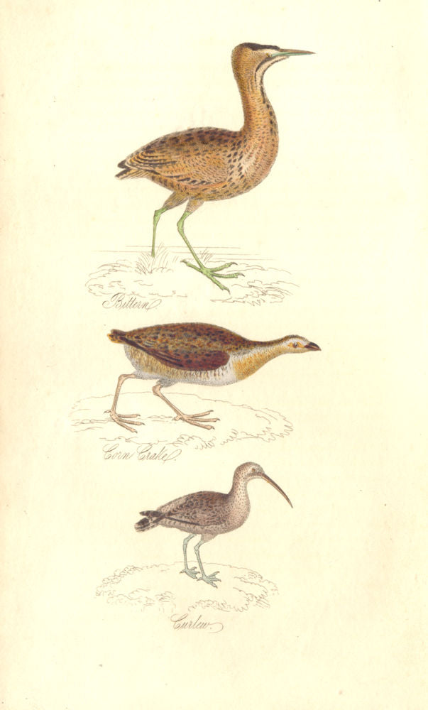 BRITISH BIRDS. Bittern; Corn Crake; Curlew. MUDIE. Hand coloured. 1835 ...