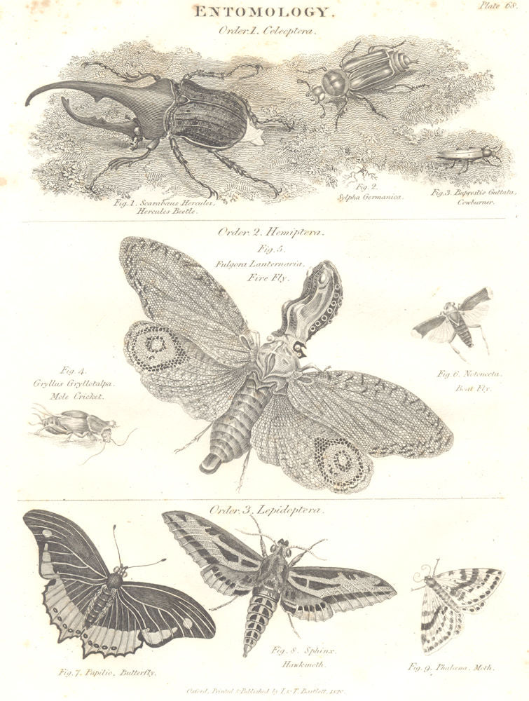 ENTOMOLOGY. Hercules Beetle; Fire fly; Butterfly; Hawkmoth; Moth ...