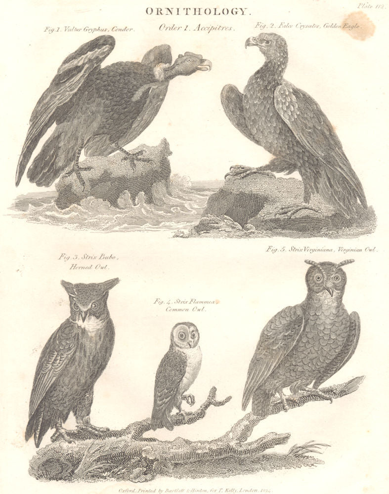 ORNITHOLOGY. Accipitres; Condor; Golden Eagle; Horned, Cmn Virginian ...