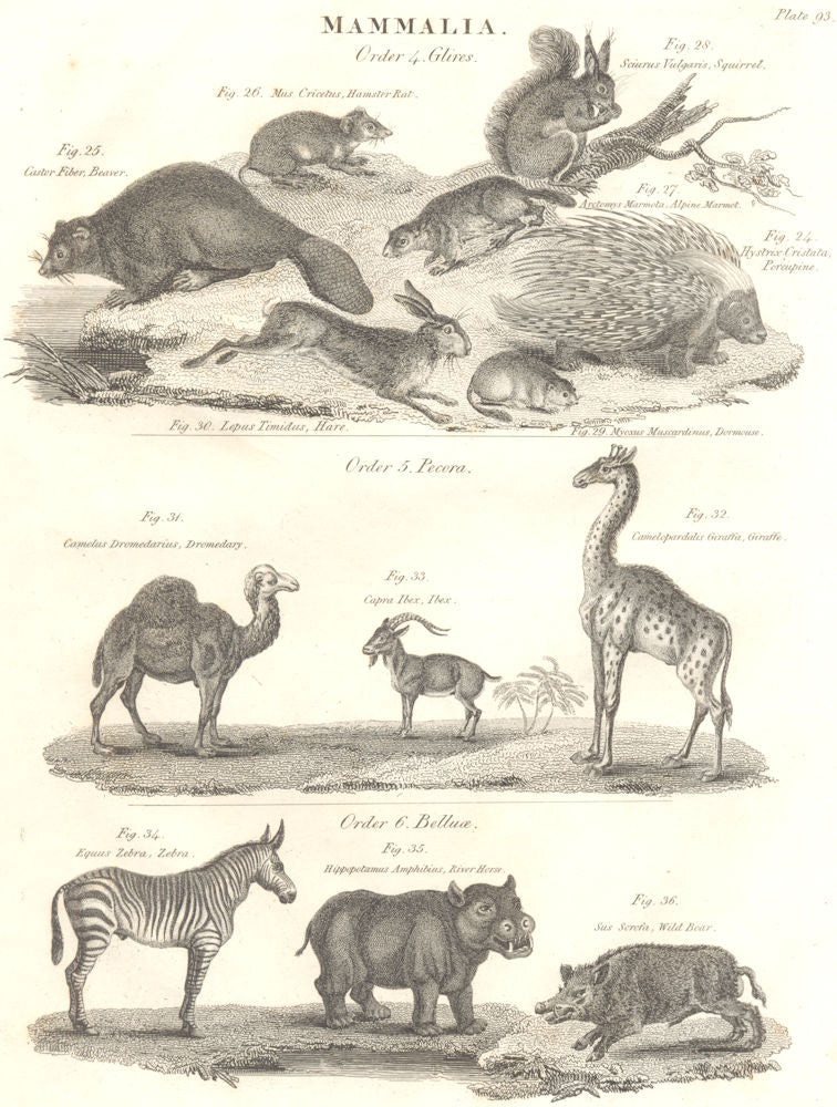 MAMMALS. Porcupine Beaver Squirrel Hare Camel Giraffe Ibex Zebra Hippo ...