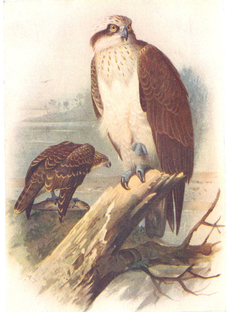 BRITISH BIRDS. Osprey. THORBURN 1925 old vintage print picture ...