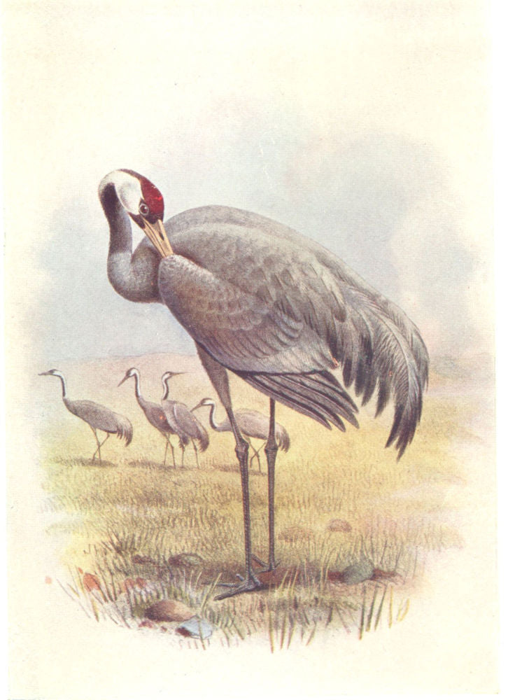 BRITISH BIRDS. Crane. THORBURN 1925 old vintage print picture ...