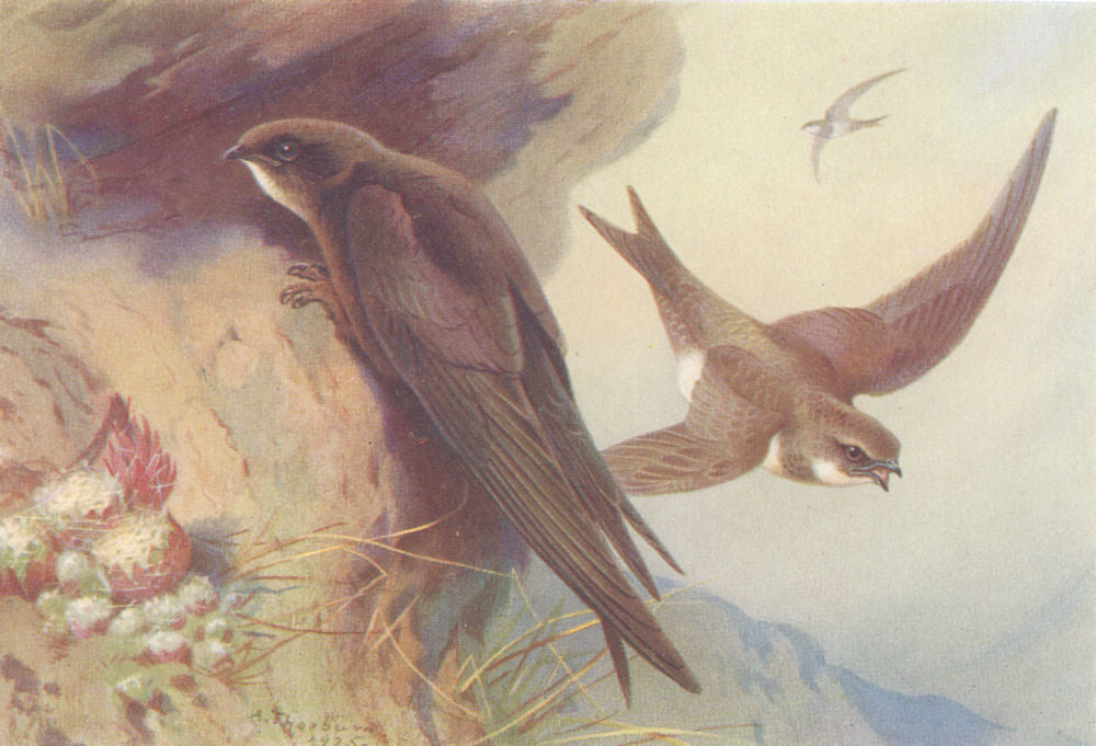 BRITISH BIRDS. Swift, Alpine Swift. THORBURN 1925 old vintage print ...